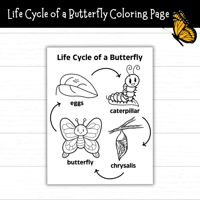 FREE Printable Butterfly Activity Pack - Mom. Wife. Busy Life.