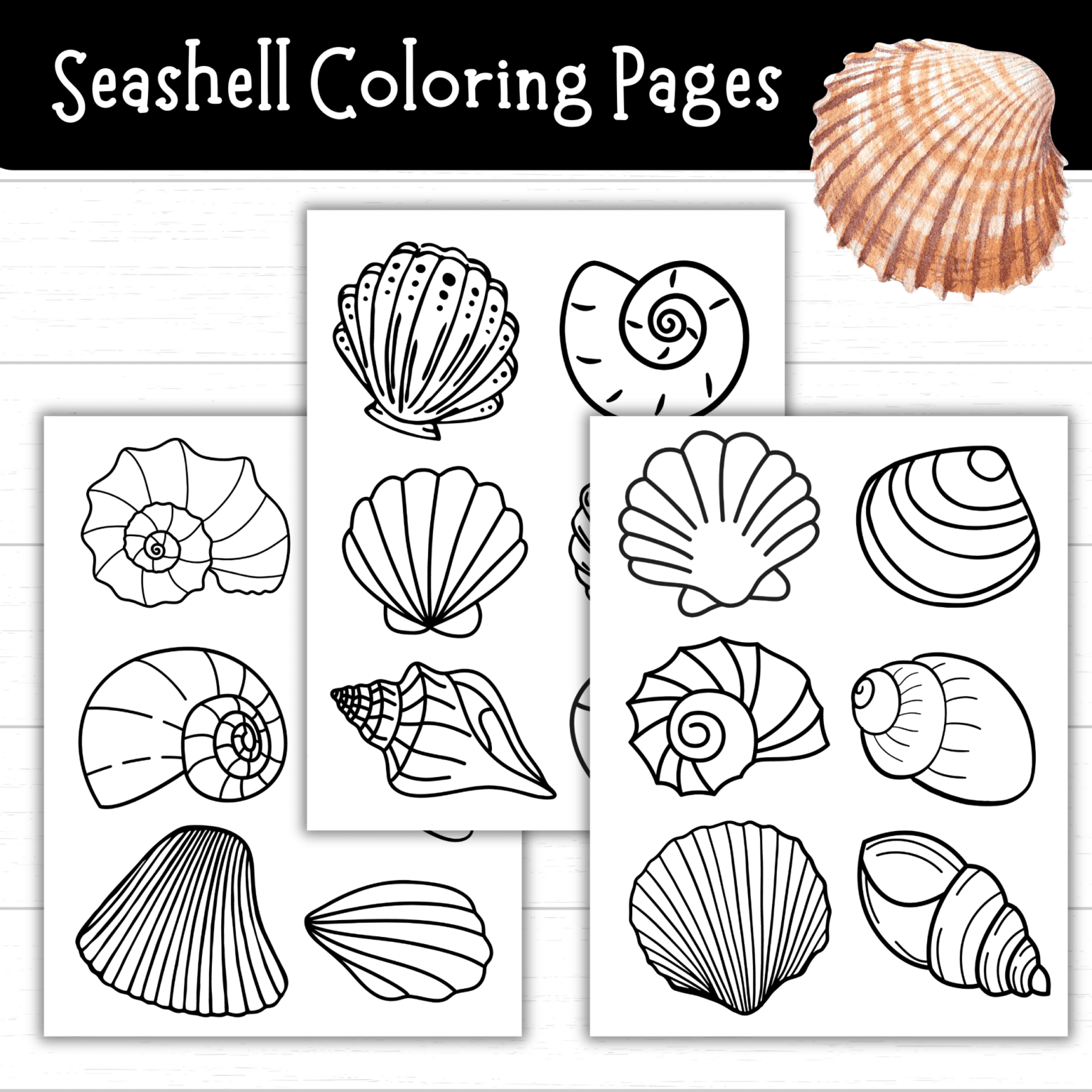 Seashell Coloring Pages - Mom. Wife. Busy Life.