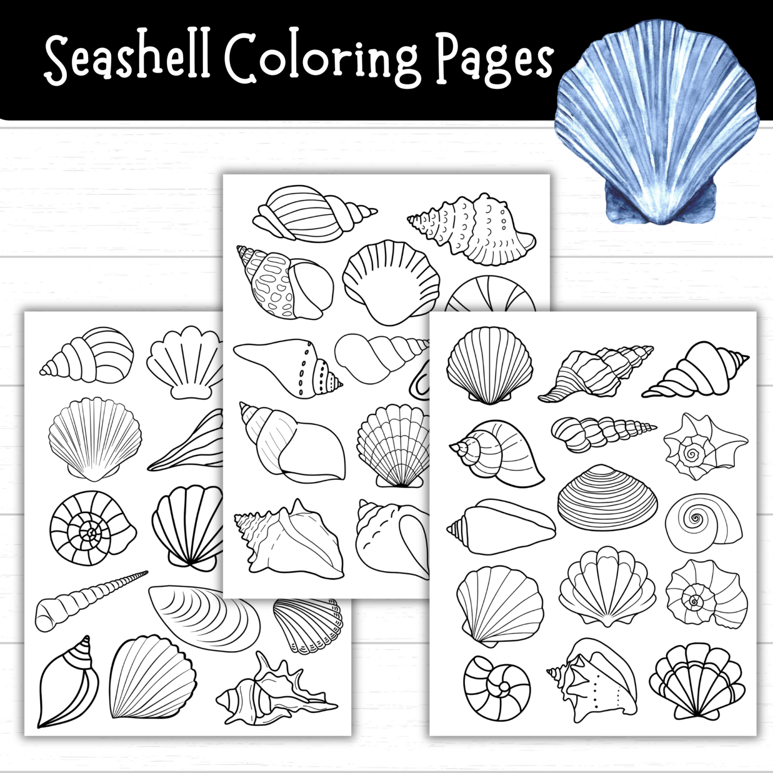 Printable Seashell Coloring Pages (3 Options!) - Mom. Wife. Busy Life.